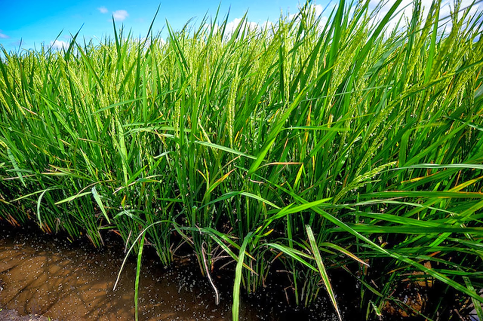 Genetically modified ‘Golden Rice’ coming in 2016 - HD Photos