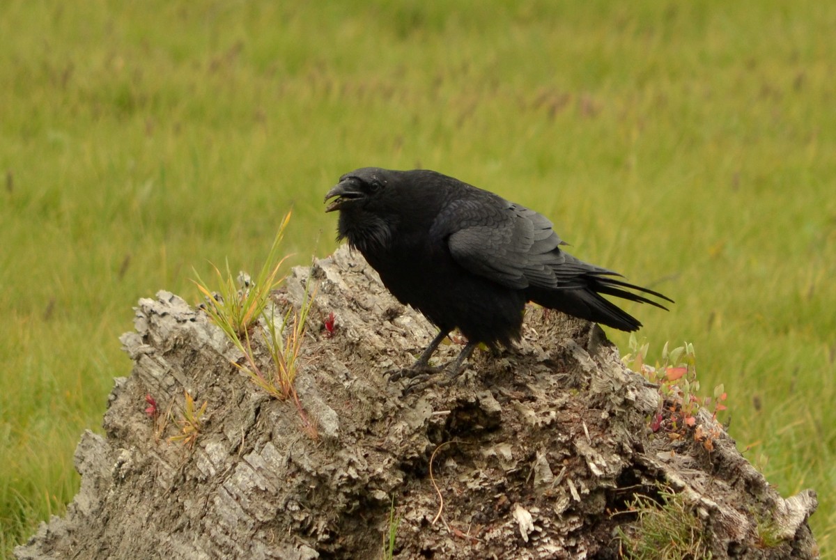 Woods Walks and Wildlife: A Busy Raven and More at the Marsh