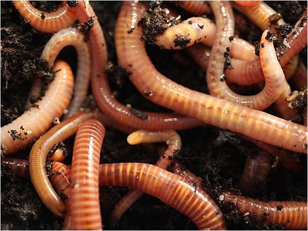 Blog de Biologia: Projeto: Minhocário