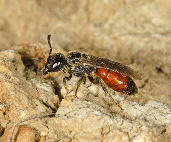 honey bee and wasp: Cuckoo Bee - (Sphecodes spp.)