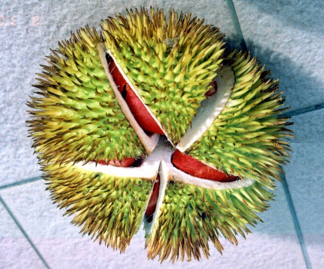 Durian Merah, Buah langka asal Banyuwangi | Info Buah Durian