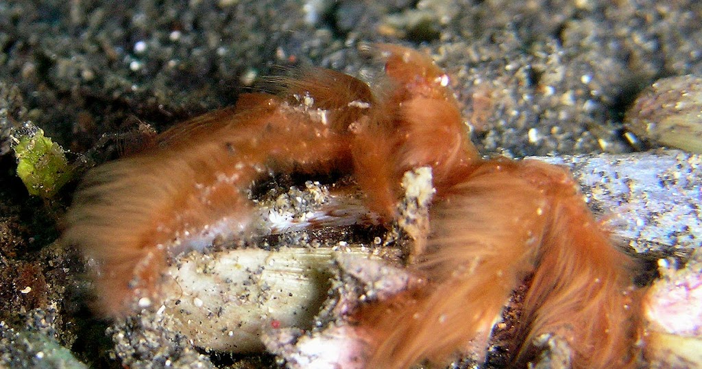 Real Monstrosities: Orangutan Crab