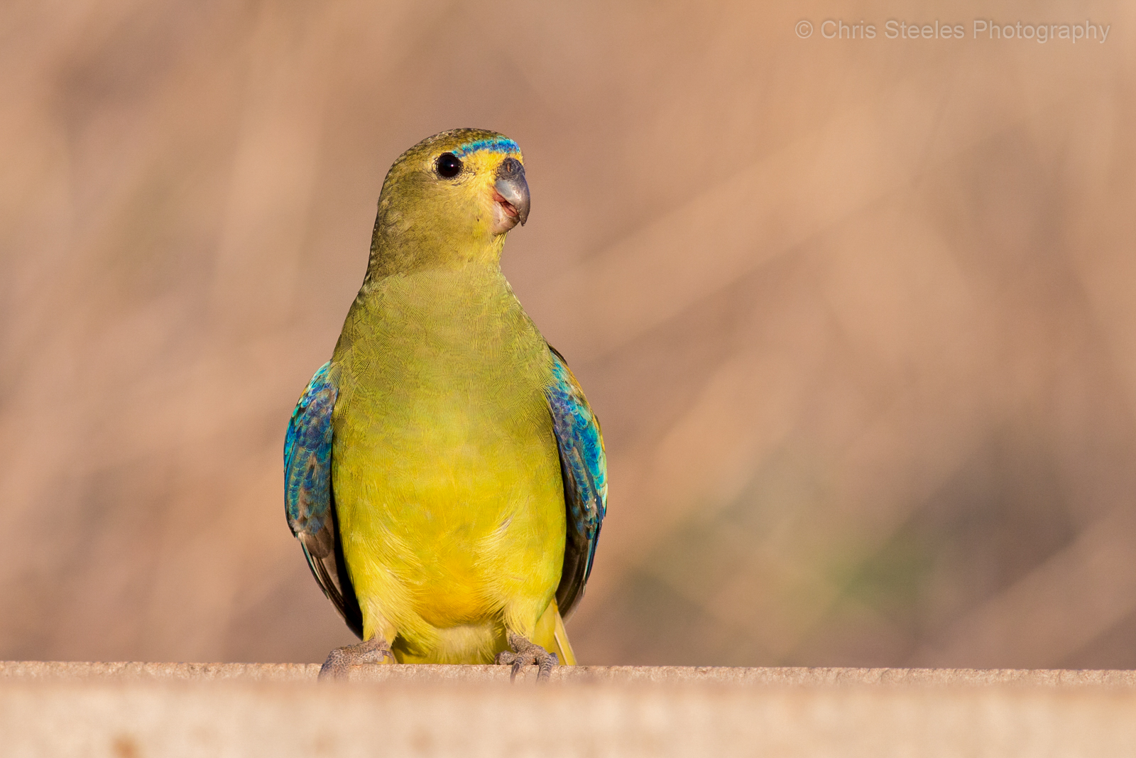 Of Potato weed and Elegant Parrots....