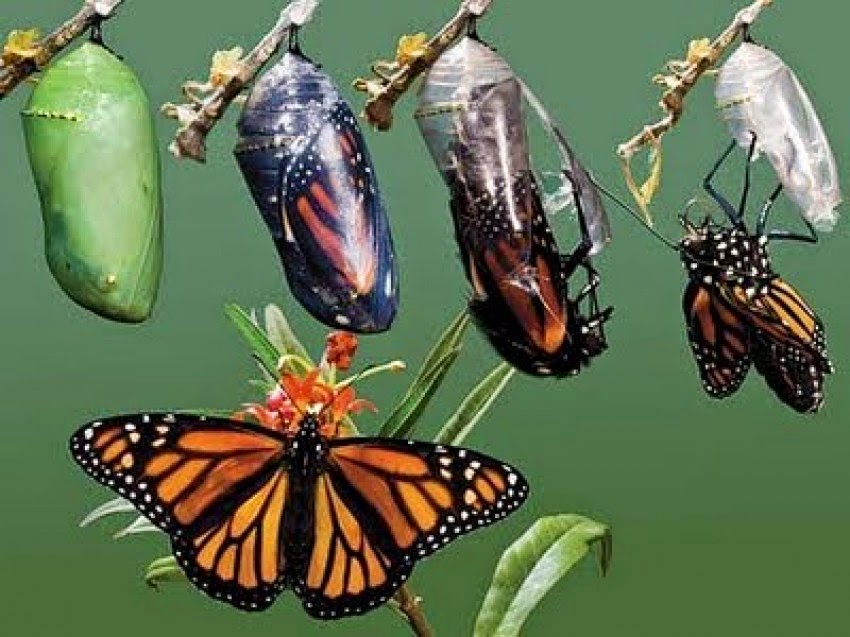 Butterfly 73: Simbología de la mariposa. Transformación. Prueba científica