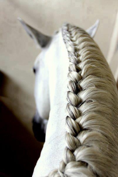 The Palomino Pony....: Braiding Manes and Tales......