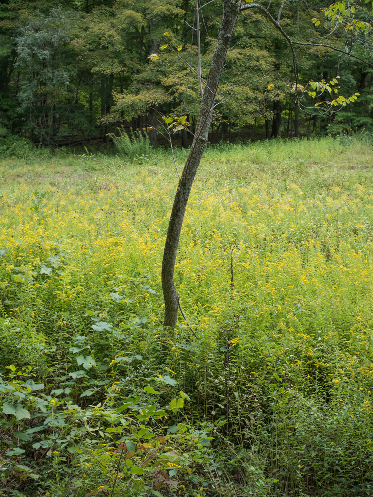 Working Pictures: Country Trees