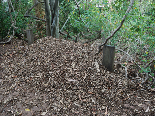 Possum TV: Brush Turkeys