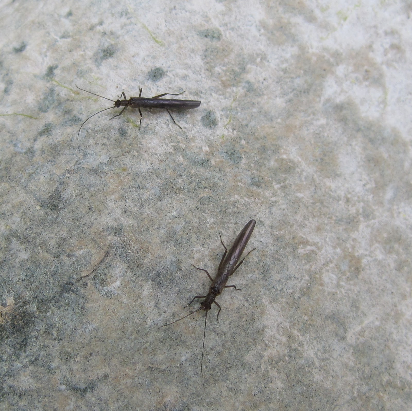 Aquatic Insects of Central Virginia: Stoneflies: Pictures of How They ...