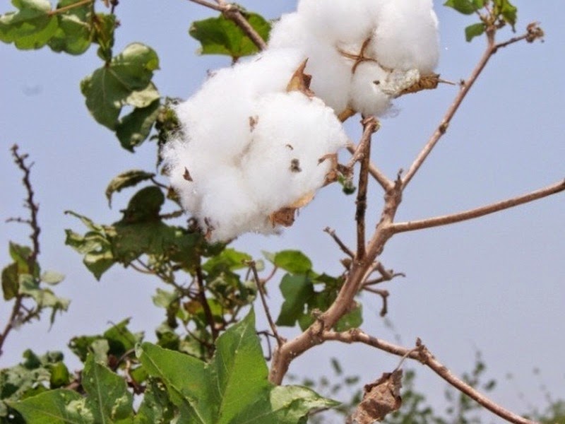 El cuexcomate: Breve historia y usos del algodón (Gossypium spp ...