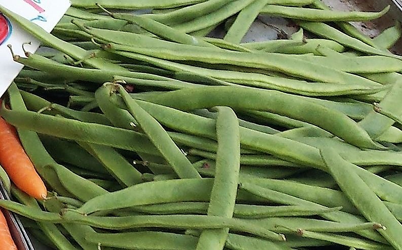 HOW TO COLLECT AND PREPARE FRENCH AND RUNNER BEAN SEEDS FOR PROPAGATION ...