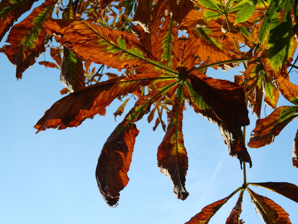 LA MULTI ANI, ROMANIA!: Frunze de castan