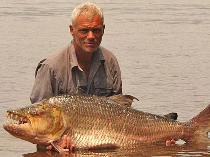 Ini blog seamee: GOLIATH TIGERFISH : MAHLUK GANAS DARI SUNGAI KONGO ...
