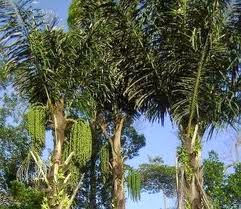 Panduan Cara Mudah Pembibitan Pohon Aren | -Petani TOP-