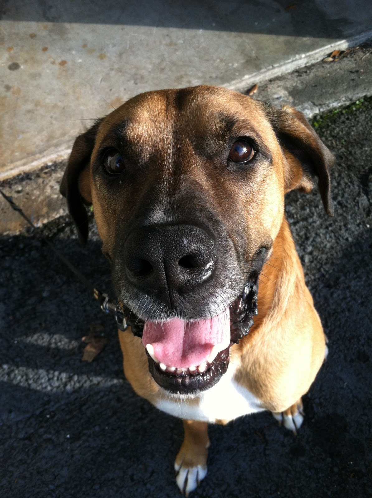 Second Chance Boxer Rescue Florida