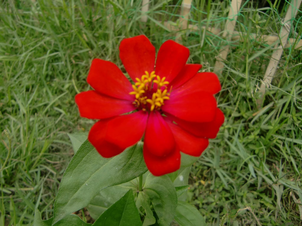 Red Flowers (1)