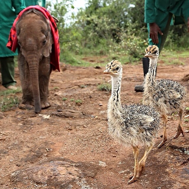 Ostrich And Orphaned Elephant Make The Most Unlikely Cuddle Buddies