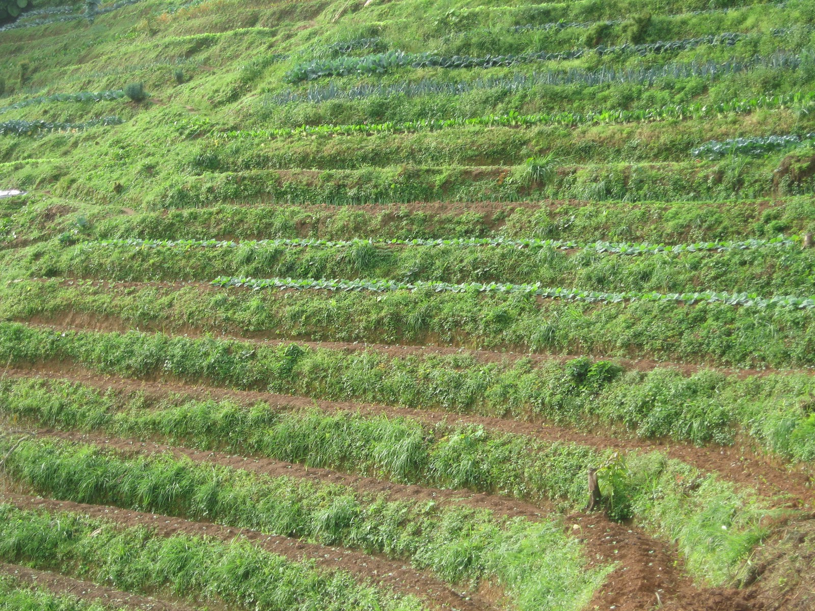 Ensayo de un Compost: junio 2012