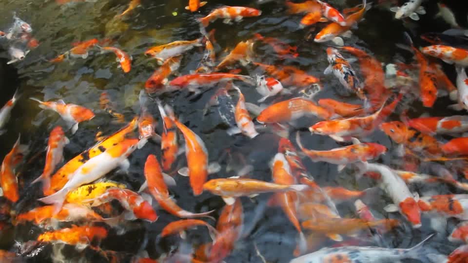 Steps Involved in Pisciculture