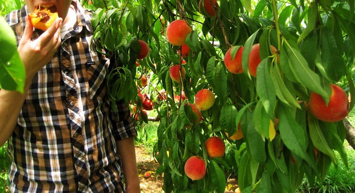 Owell Eats: Peach Picking