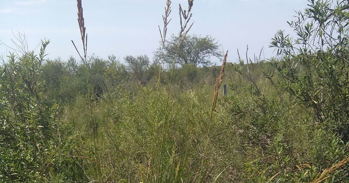 Flora Nativa de Entre Rios
