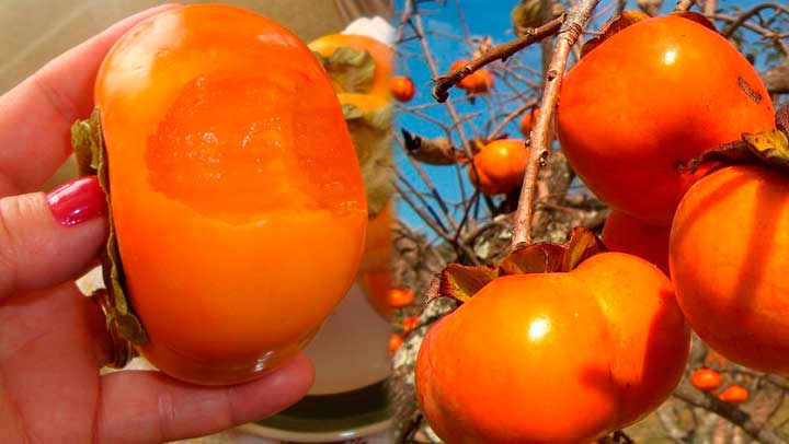 Volcanes, Rios,Ciudades y Pueblos de Chile: Frutas Norte