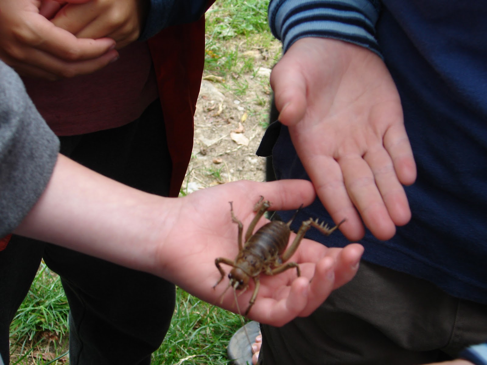 Giant Weta