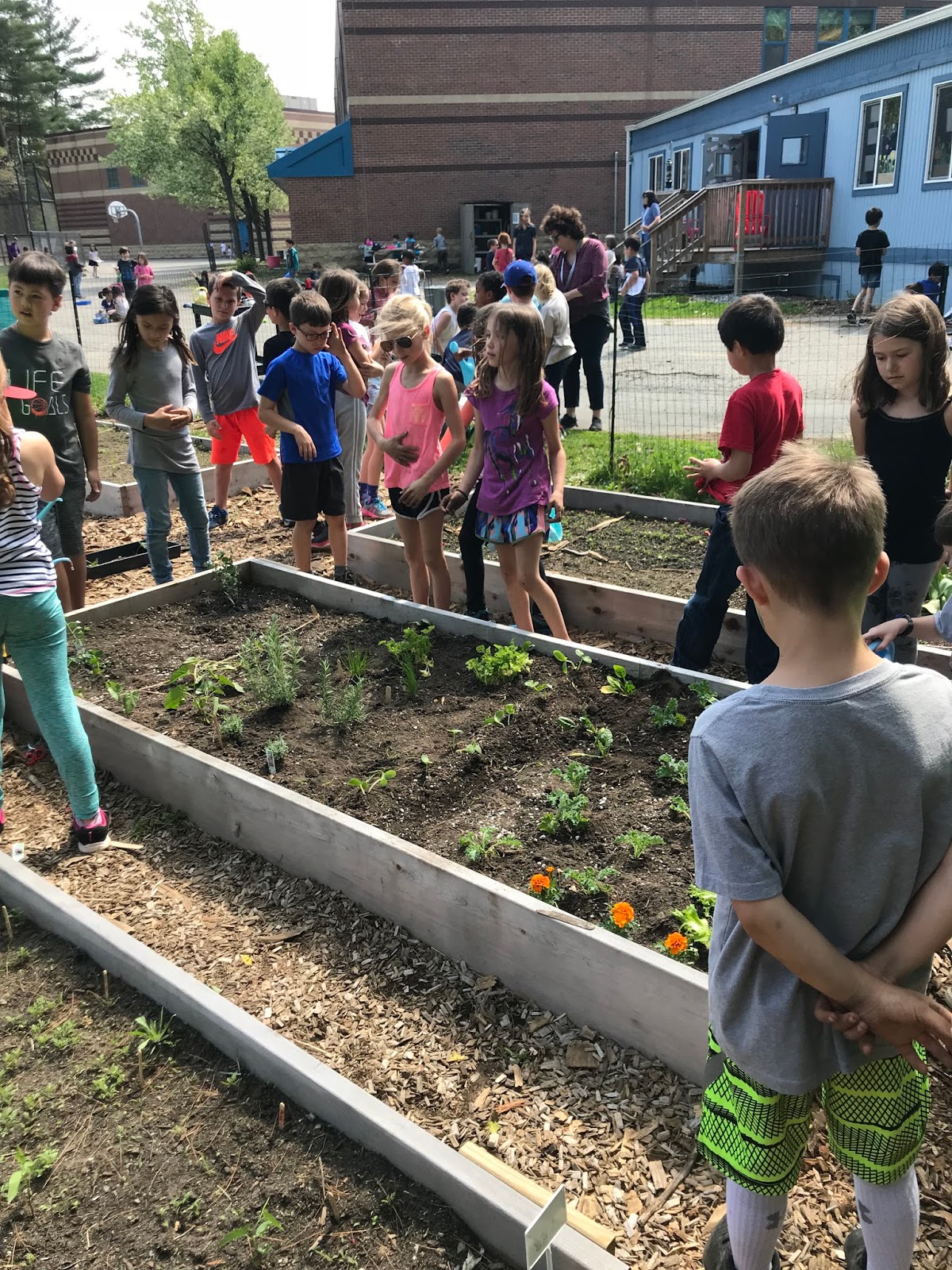 Davis Elementary School Garden: Second Grade Planting