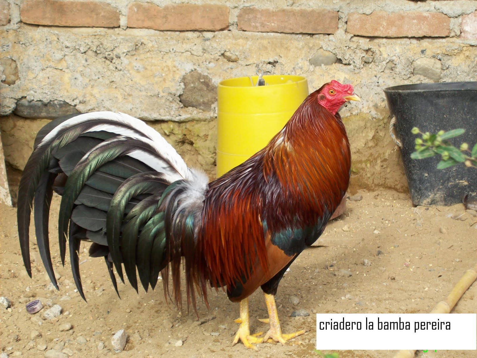 GALLOS FINOS