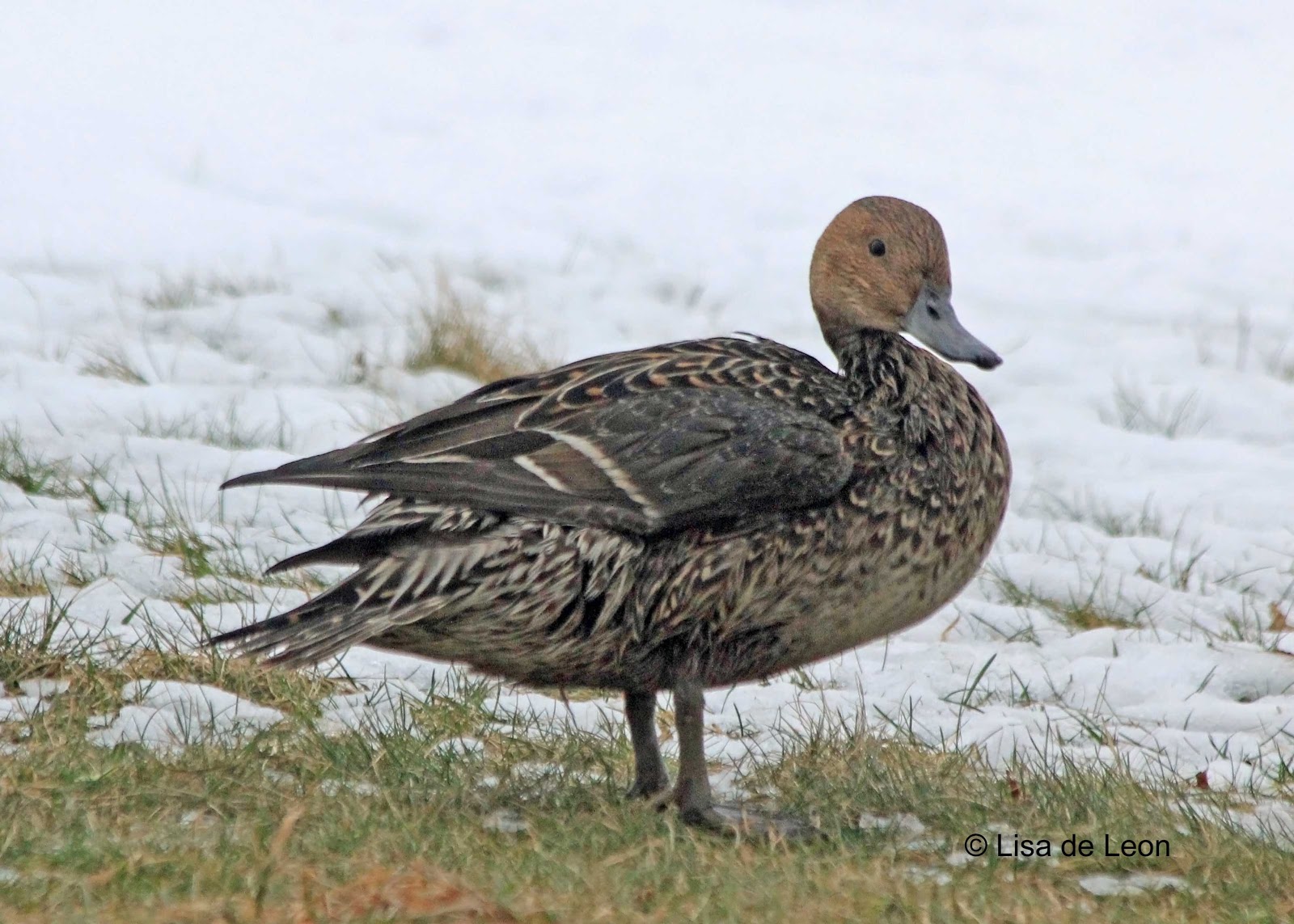 Birding with Lisa de Leon: Northern Pintails Mix it Up!