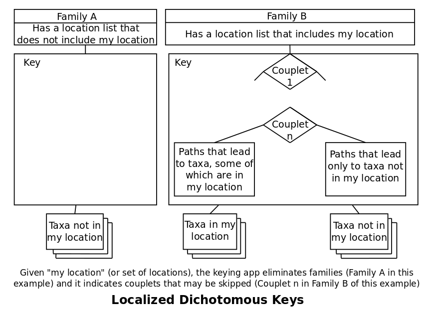 Flora of North America Key Structure: Localized Keys and Predetermined ...