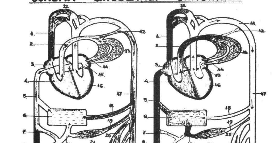 AMG: Puericultură, pediatrie - C8 BOLILE APARATULUI CARDIO-VASCULAR