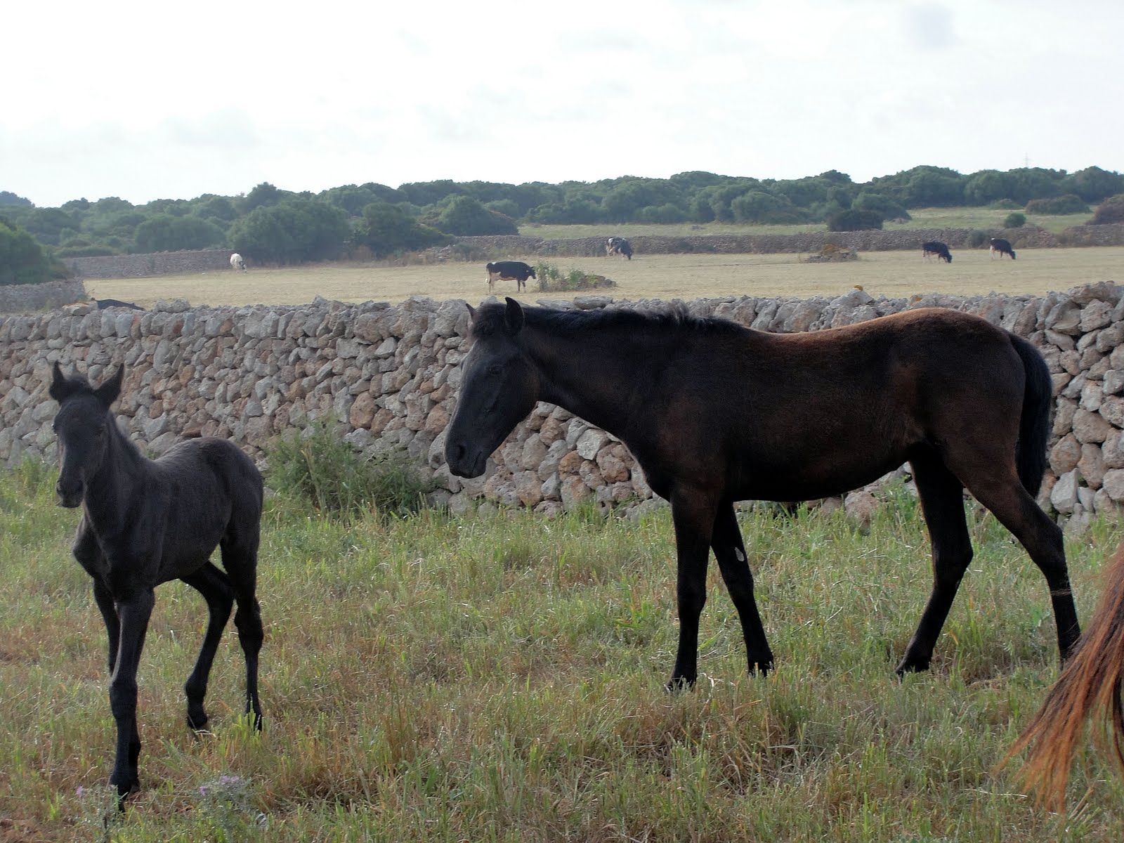 imatges de menorca: FAUNA DE MENORCA (I)