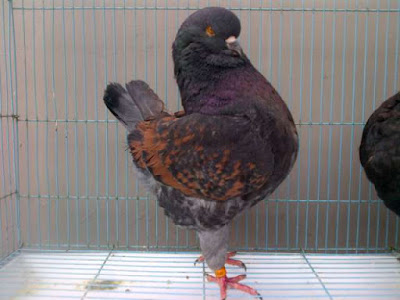 jenis jenis merpati hias yang sudah ada di indonesia | Pawiro Bird Farm ...