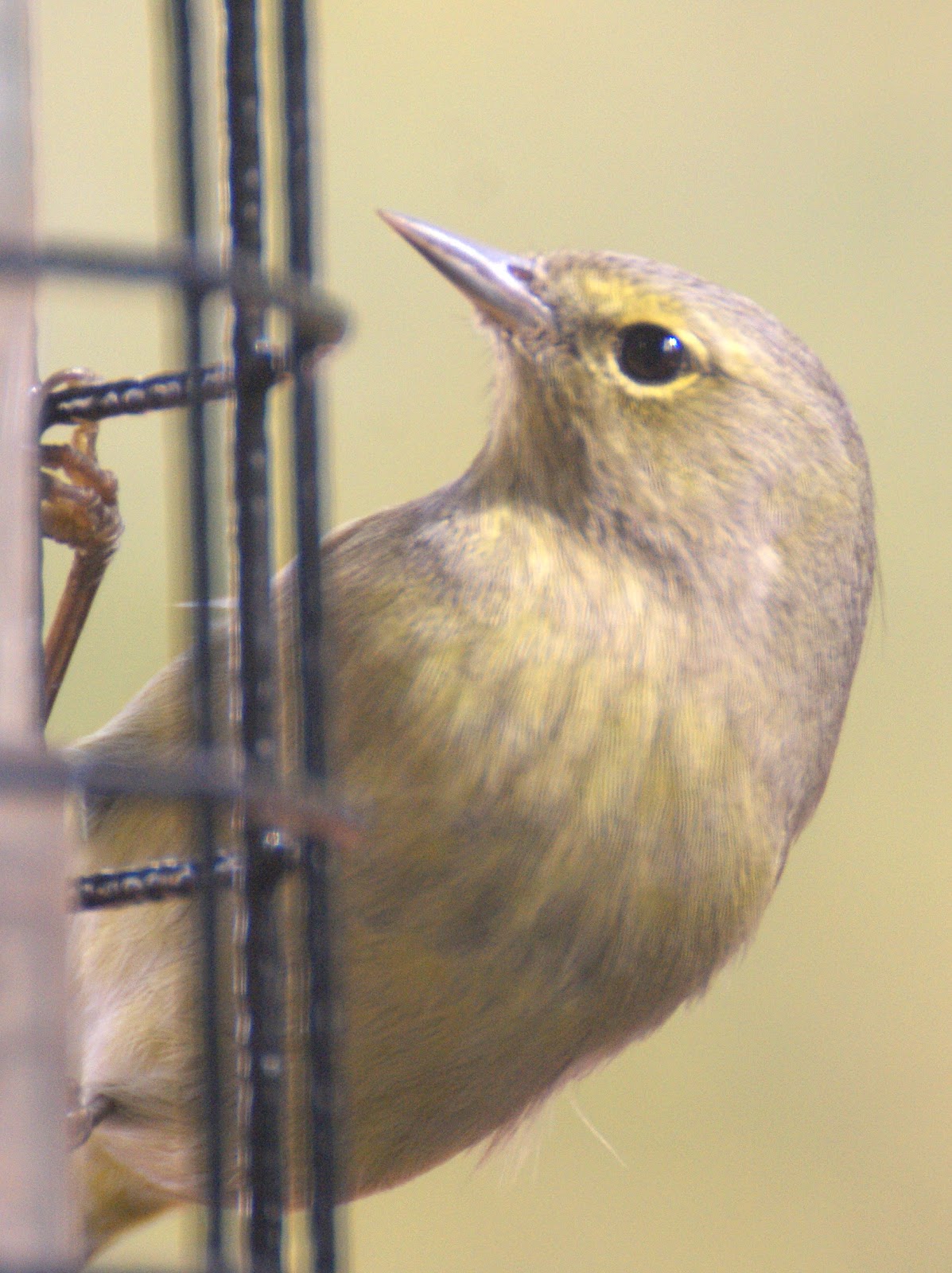 SE Texas Birding & Wildlife Watching: Our Winter Warblers