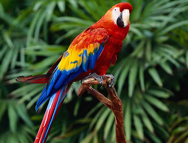 HD Animals: red parrot bird