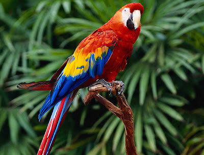 HD Animals: red parrot bird