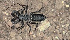 LA NATURALEZA EN CASA: El escorpión látigo o alacrán látigo ...