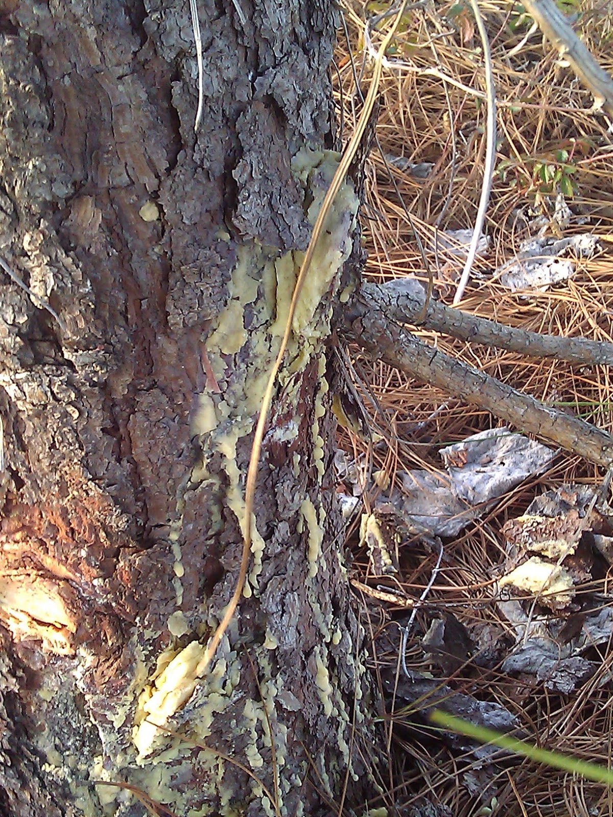 The Diabetic Camper: Fire Starter