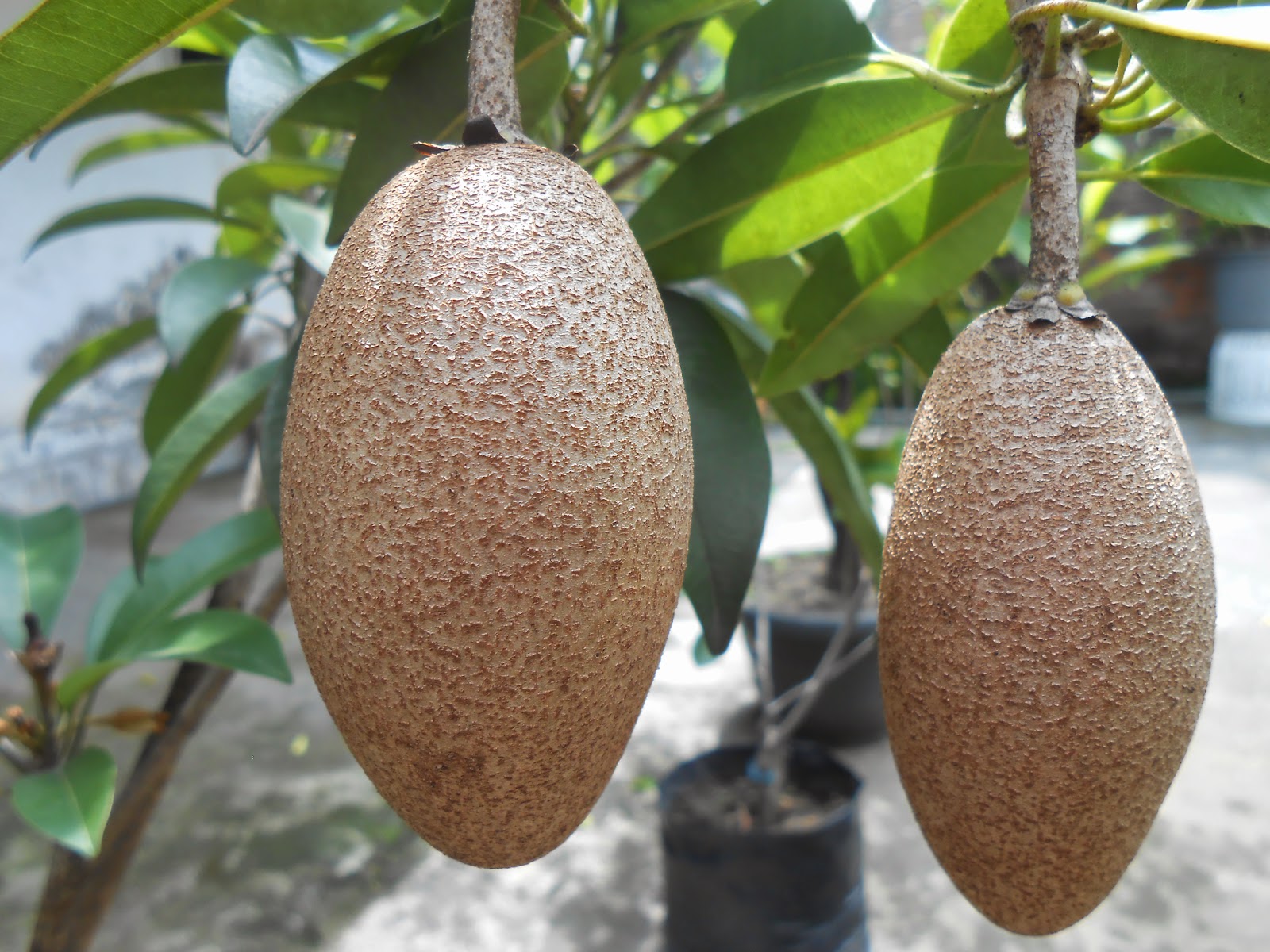 Sapodilla Fruit