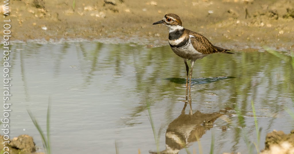 Birds of Barbados: Six for November