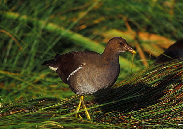 El Cajón del Maestro: Gallineta común.