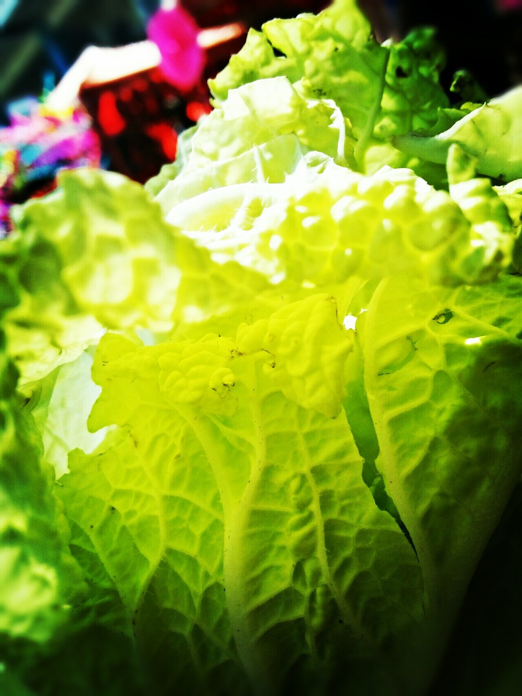 petchay - philippin news collections