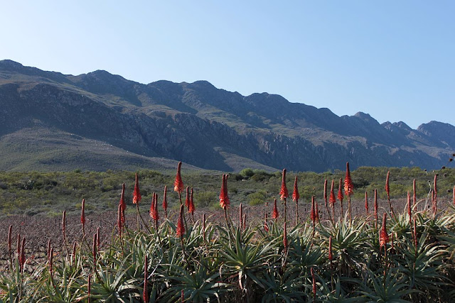 Towerwater Aan De Breede: Ode vir ‘n Rooi Aalwyn