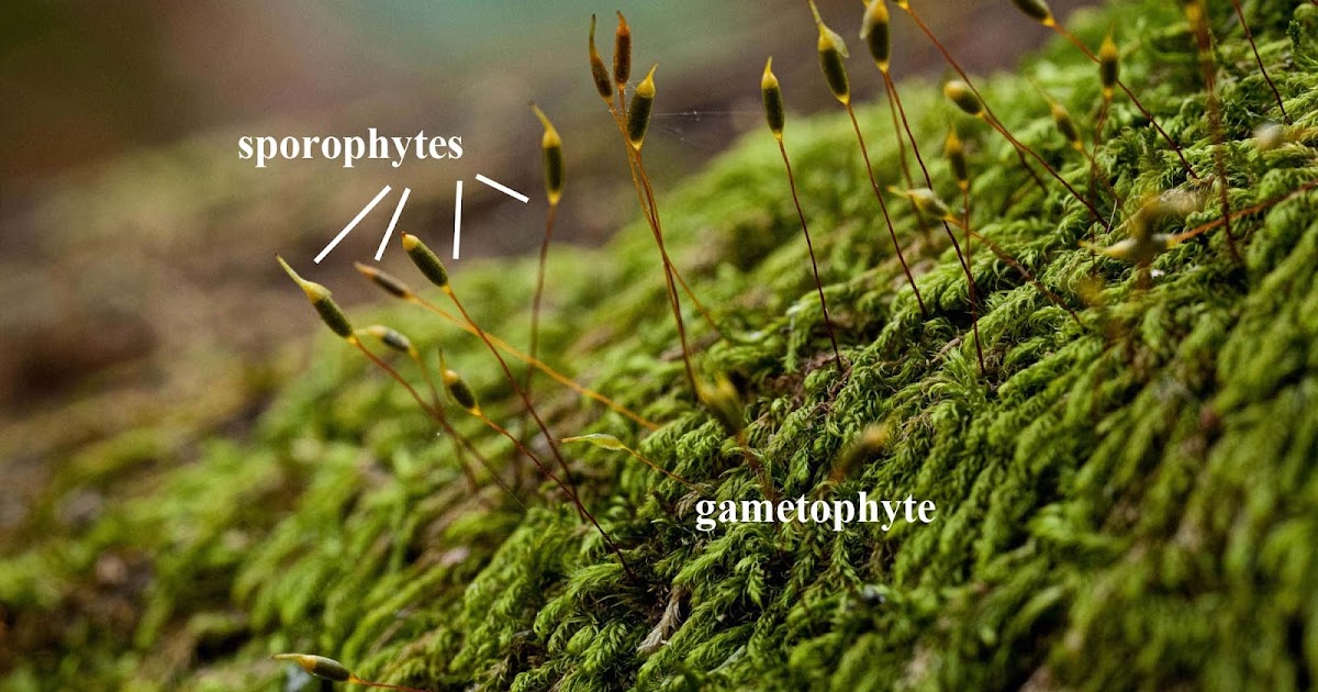Biology is life: Bryophytes