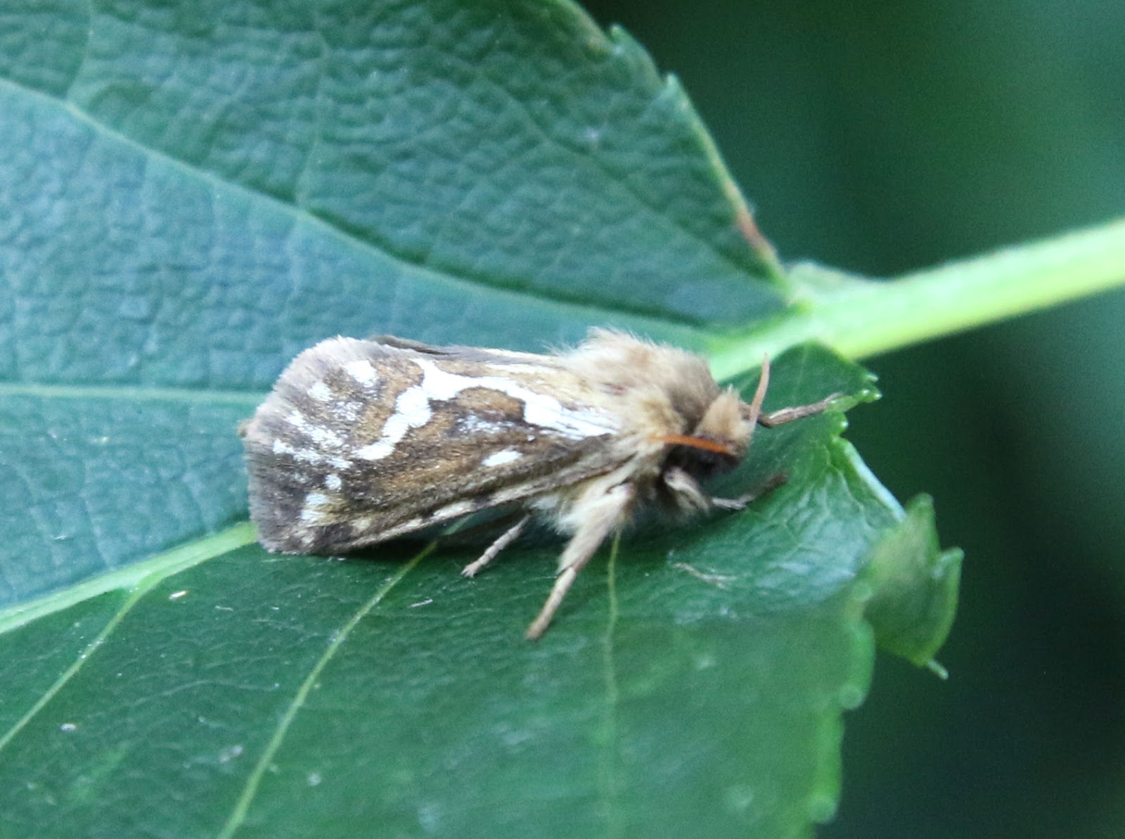 Birding with Flowers: June Moths