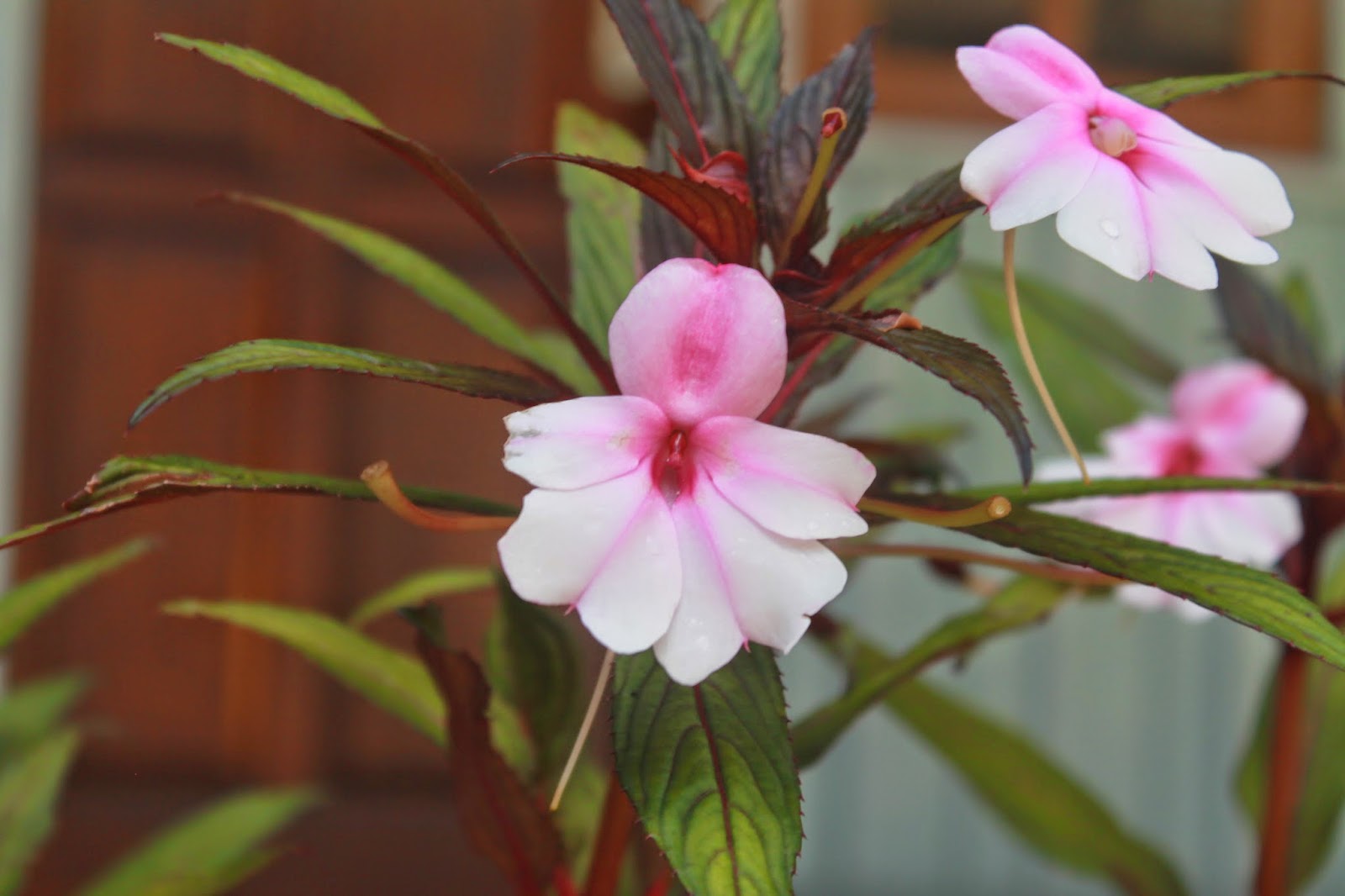 Bunga Papua Terlengkap | Budaya Papua