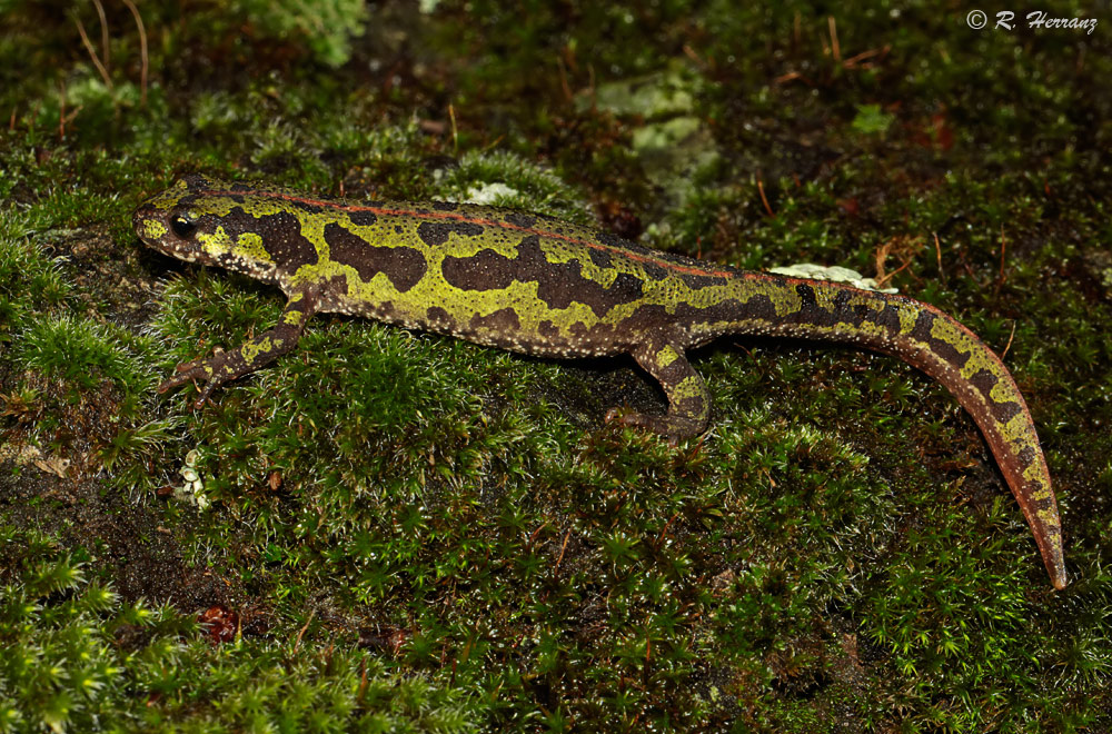 fotosricardo-h: TRITÓN PIGMEO - Southern marbled newt