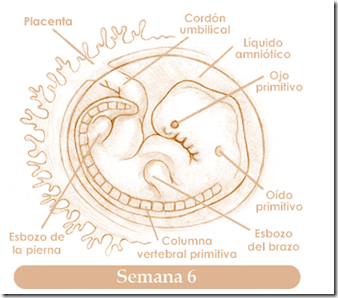 Signs Of Pregnancy : Sixth Week Advices