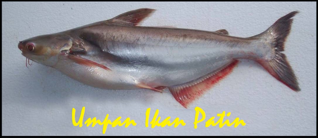 UMPAN IKAN PATIN: Bahan Asas Umpan Patin Kolam (Pallet)