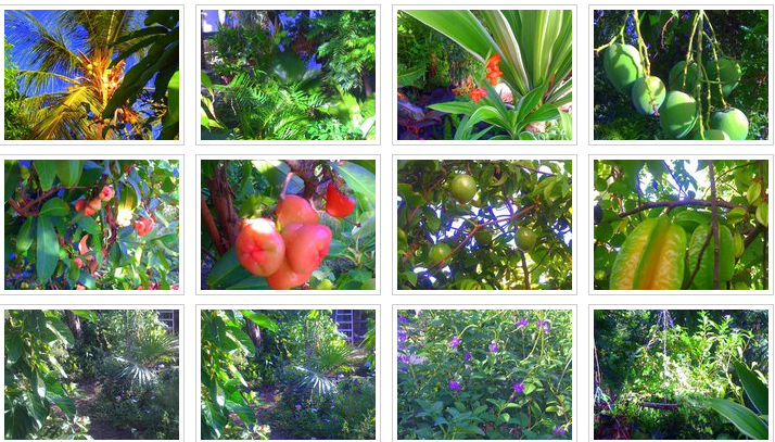 Literature,Arts,Music from the islands.: Jardin à l'Antillaise.